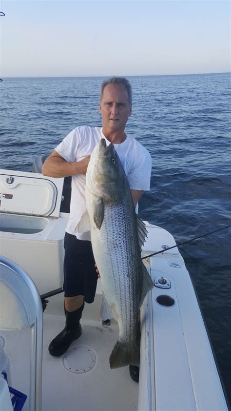 Giant Striped Bass