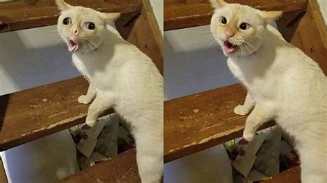 อยู่ดีๆ ผมก็ดังฮะ เผยโฉมหน้าเจ้าแมว ที่กลายเป็นมีมสุดฮาในโลกออนไลน์