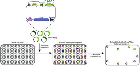 High Throughput Experimental Approaches Used In Cancer Drug Resistance