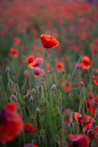 양귀비의 필드 엽서에 대한 배경 여름에자연 일몰 태양 빨간 양귀비 야생화와 정원 꽃의 싹 붉은 양귀비 꽃 복사 공간 0명에 대한 스톡 사진 및 기타 이미지 Istock
