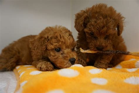 トイプードルの子犬が4ヶ月で卒業しました UG DOGS アトラスタワー中目黒店 店長日誌