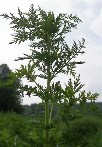 Artemisia Annua Wikipedia