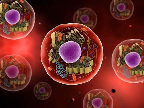 The Evolution Of Eukaryotic Cells