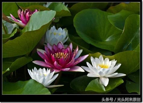 七絕 夏花美芙蕖 每日頭條