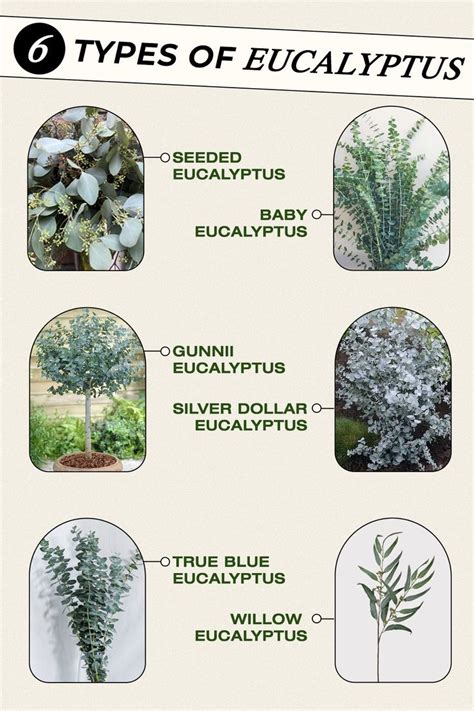 Types Of Eucalyptus Types Of Eucalyptus Plants Are Friends Seeded