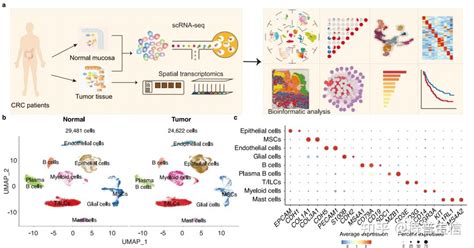 Sci 热门分享 单细胞转录组联合空间转录组 知乎