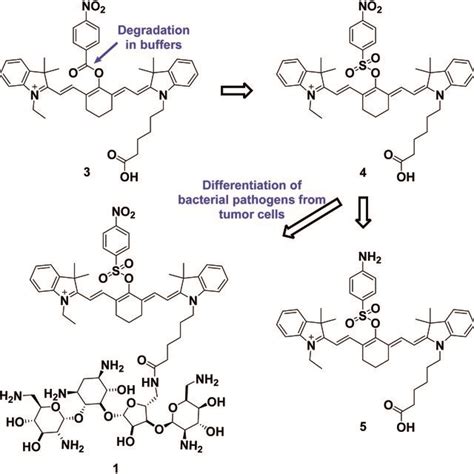 Design And Synthesis Of Probe 1 Download Scientific Diagram