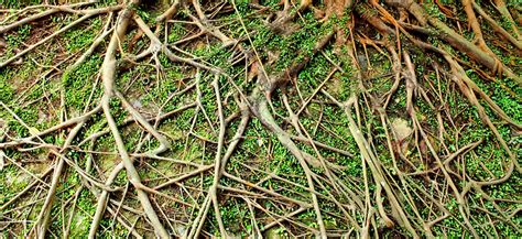 Tree Root Intrusion Prodigy Plumbing Inc