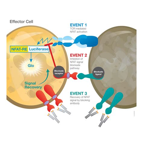 Immune Modulating Drug Pictures Photos