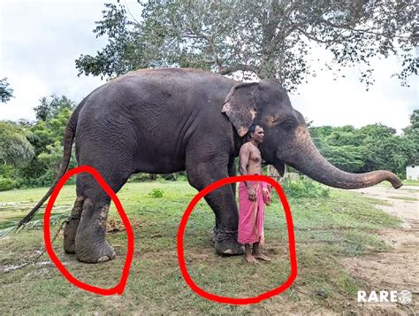 භානුගේ අලි ඇතුන්ගේ අයිතිවාසිකම් වෙනුවෙන් නැගීසිටිමු