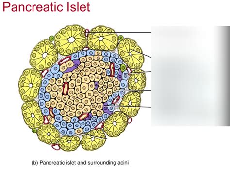 Diagram Of Lec 16 Pancreatic Islet Diagram Quizlet