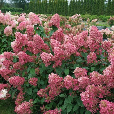 Fire Light® Panicle Hydrangea Beaver Bark T And Garden Center