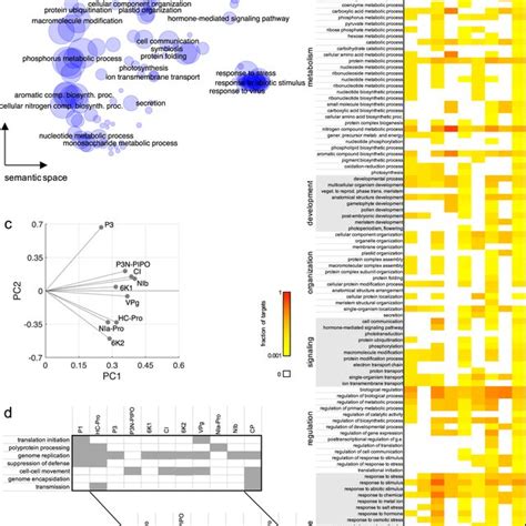 Validation Of Some Virus Host Proteinprotein Interactions By
