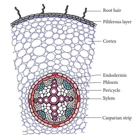 Observation Of Transverse Section Of Dicot Stem And Dicot Root Bio Botany Laboratory Practical