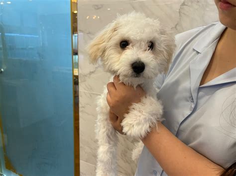 푸들 웅이 보스턴테리어 핏불테리어 허스키 테리어종류 꼬똥 차오차오 아프간하운드 Cat 강아지분리불안 털안빠지는강아지 귀여운강아지 강아지종 사바나캣 믹스견 잭러셀테리어 시추