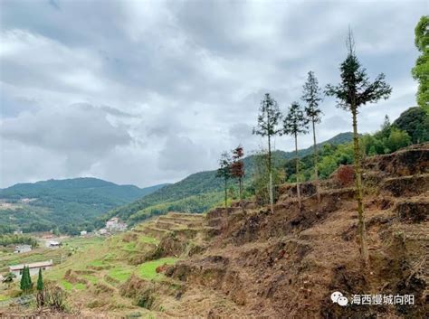 福建农林大学教授陈发兴应邀到向阳乡指导乡村振兴发展 搜狐大视野 搜狐新闻