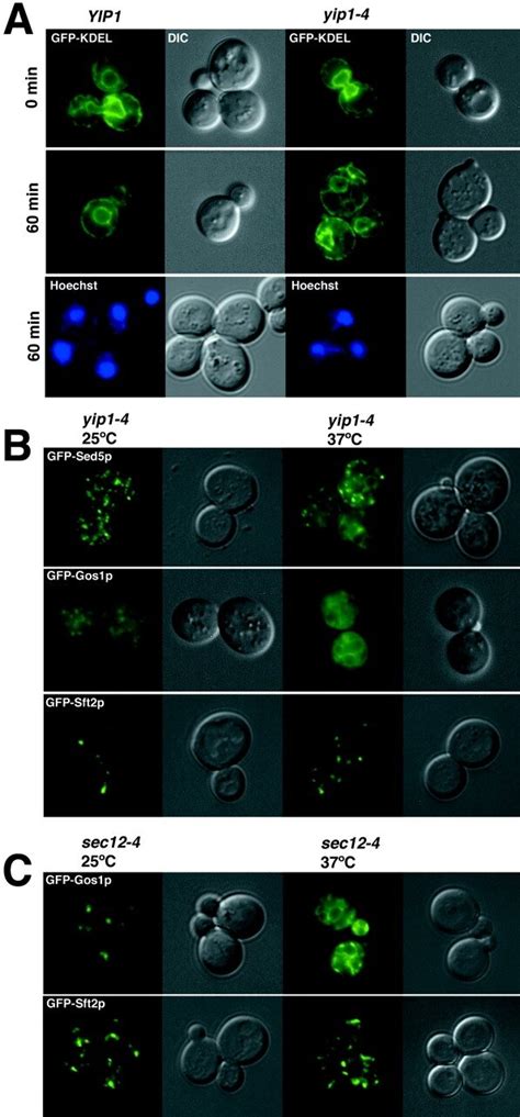 Distribution Of Gfp Tagged Proteins In Wild Type And Yip1 4 Strains Download Scientific