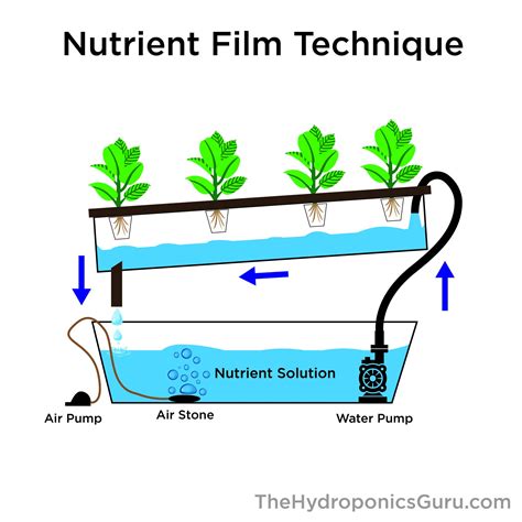Hydroponics Systems The Hydroponics Guru