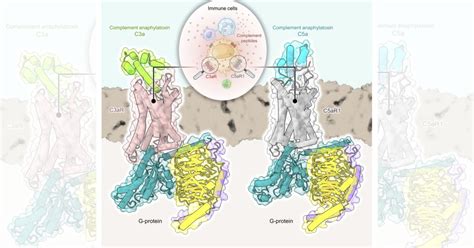 Structures Provide The Answer For The Complement System Indiabioscience