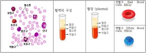 혈액의 구성과 혈액질환 네이버 블로그