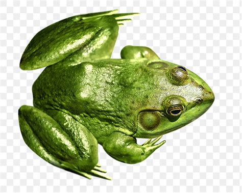 Toad Png Images Free Photos Png Stickers Wallpapers And Backgrounds