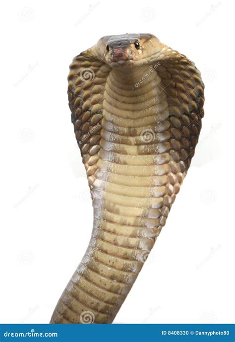 Cobra Stock Photo Image 8408330
