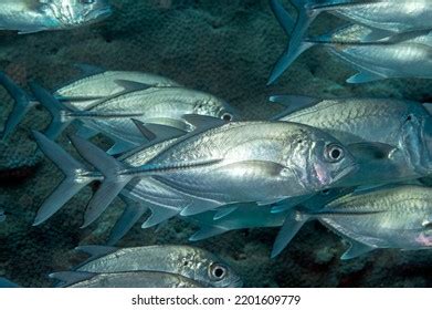 Trevally Images Stock Photos Vectors Shutterstock