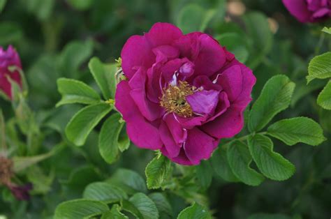 Aurora Rose Plant