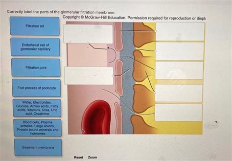 Correctly Label The Parts Of The Glomerular Chegg Hot Sex Picture