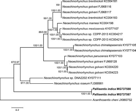 Phylogenetic Relationships Inferred By Maximum Likelihood Ml Analysis