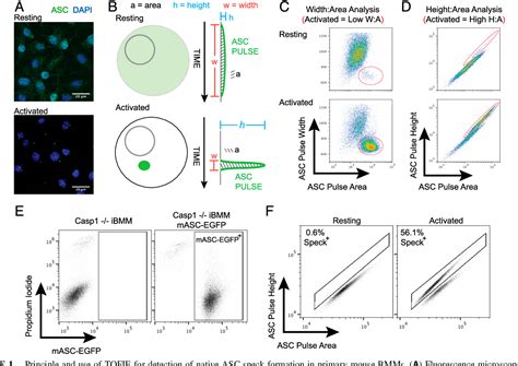 Figure 1 From A Novel Flow Cytometric Method To Assess Inflammasome Formation Semantic Scholar