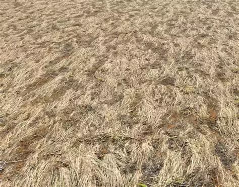 Dry Grass Field 3 Pbr Texture Cgtrader Dry Grass Field 3 Pbr Texture Cgtrader