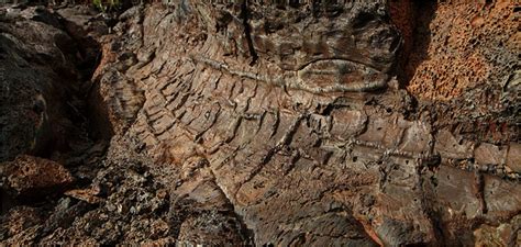 Lava Tree Mold Fossils Us National Park Service