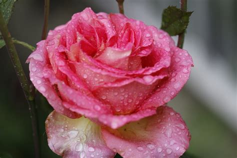 Rosa Blomma Blommans Färg Gratis Foto På Pixabay