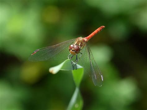 Libellule Insecte Macro Photo Gratuite Sur Pixabay Pixabay