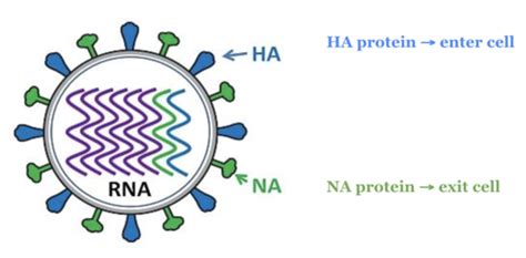 Influenza Virus Lecture 27 Flashcards Quizlet