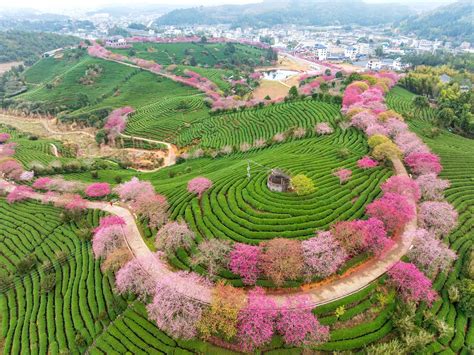 Yongfu Cherry Blossom Park Tickets [2025] Promos Prices Reviews And Opening Hours
