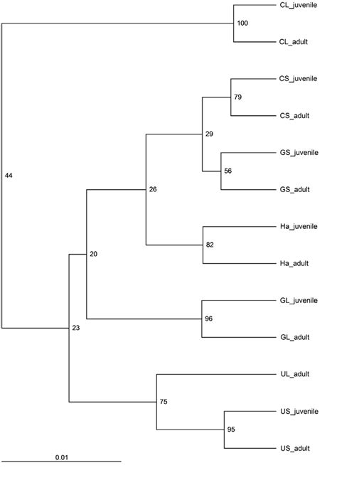 Upgma Dendrogram Based On Neis Genetic Distance Nei 1972 And