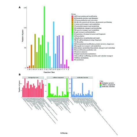 Functional Annotation Of The I Hispidus Genome A Cog Feature