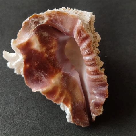 Lote 273 G Concha Vasum Cassiforme Elo7 Produtos Especiais