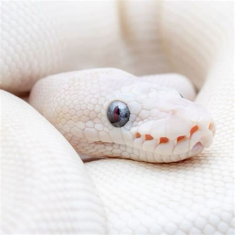 Cute Ball Python