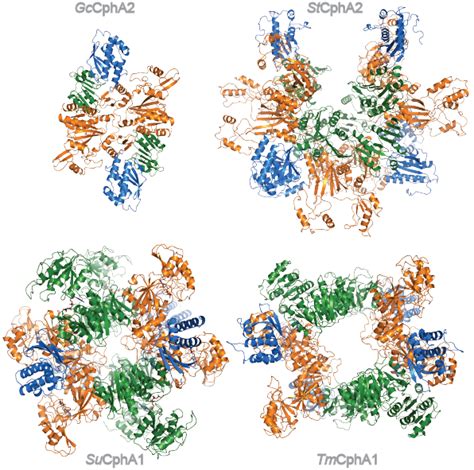 Cyanophycin Schmeing Lab