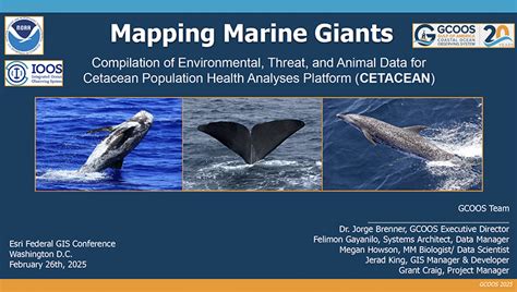 Arcgis And Cetacean Gcoos Gulf Of America Coastal Ocean Observing