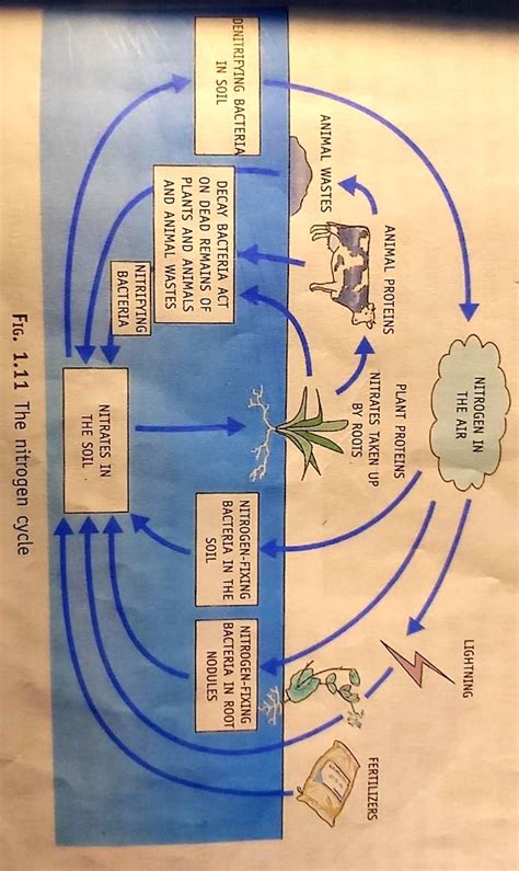 SOLVED Draw Labelled Diagram To Illustrate The Nitrogen Cycle