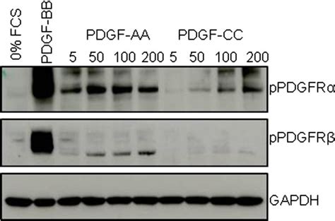Phosphorylation Of Pdgfrα And Pdgfrβ In Response Different Doses Of