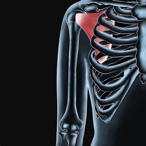 Subscapular Nerve Nervus Subscapularis Kenhub
