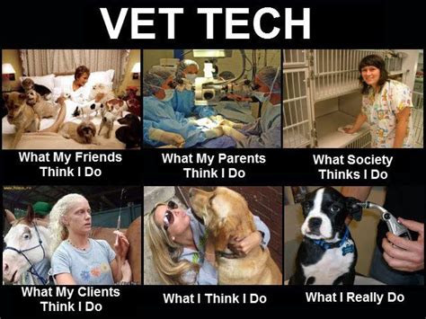 Funny Vet Tech Memes Ophelia Poe