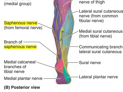 Saphenous Nerve Distribution Numbnesssaphenous Nerve Plastic Saphenous Nerve Distribution Numbnesssaphenous Nerve Plastic