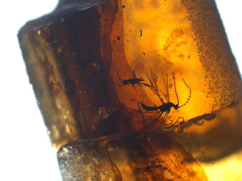 Solving A Paleontological Puzzle Why Do We Find So Much Amber In
