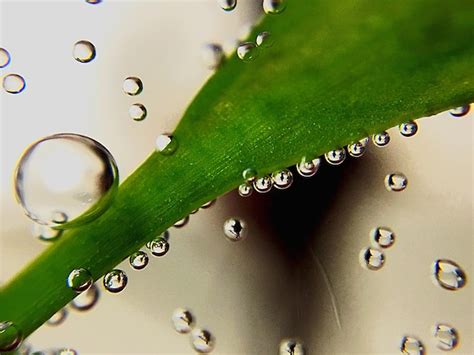 Premium Photo Close Up Of Bubbles On Leaf Floating At Lake